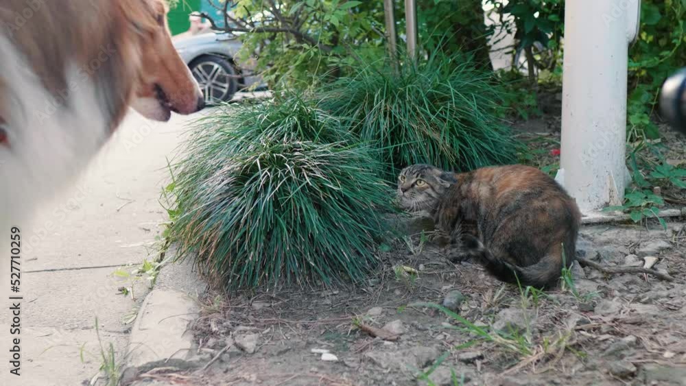 Frightened wild cat growling at big rough collie dog and running away ...