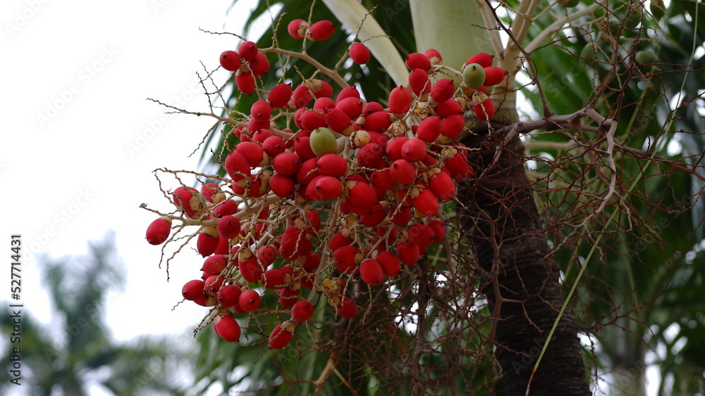 Foto de Adonidia fruits. Adonidia is a genus of flowering plants in the ...