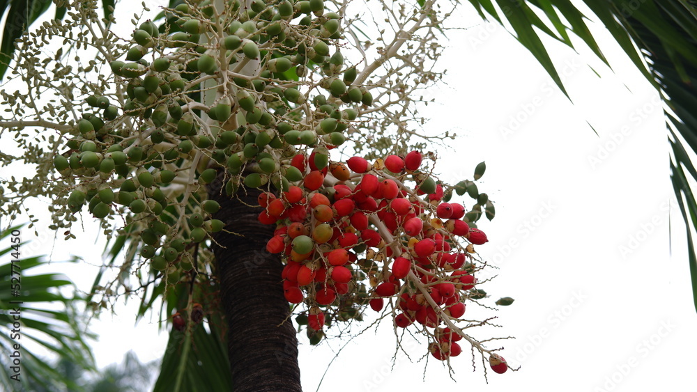 Adonidia fruits. Adonidia is a genus of flowering plants in the family ...