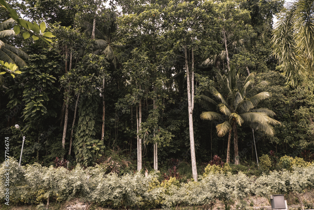 Foto de Forest in the Philippines in South East Asia. Great tall trees ...