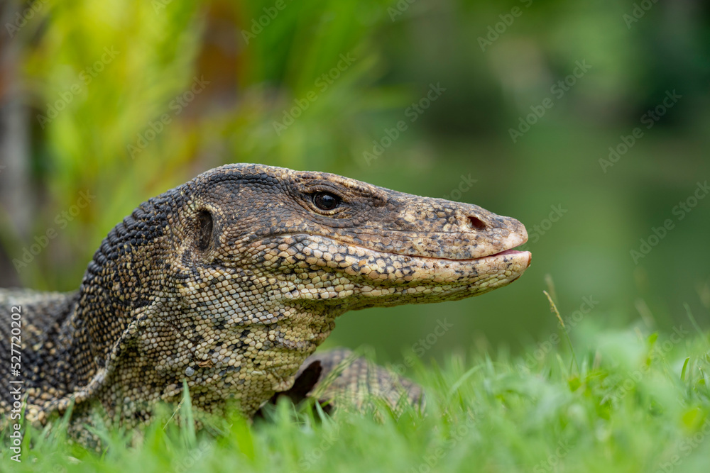 Portrait of a monitor lizard. The striped monitor lizard, or water ...