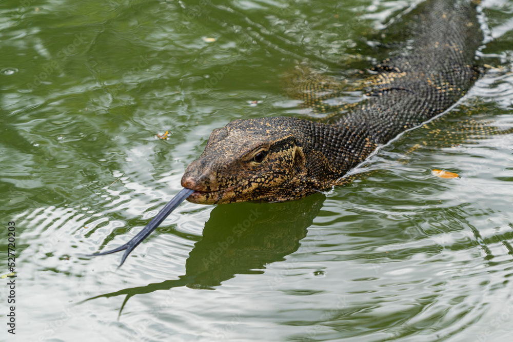 The striped monitor lizard swims. The striped monitor lizard, or water ...