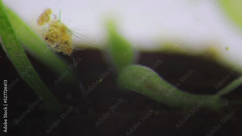 Hydra under the microscope, Hydra is a genus of small, fresh-water ...