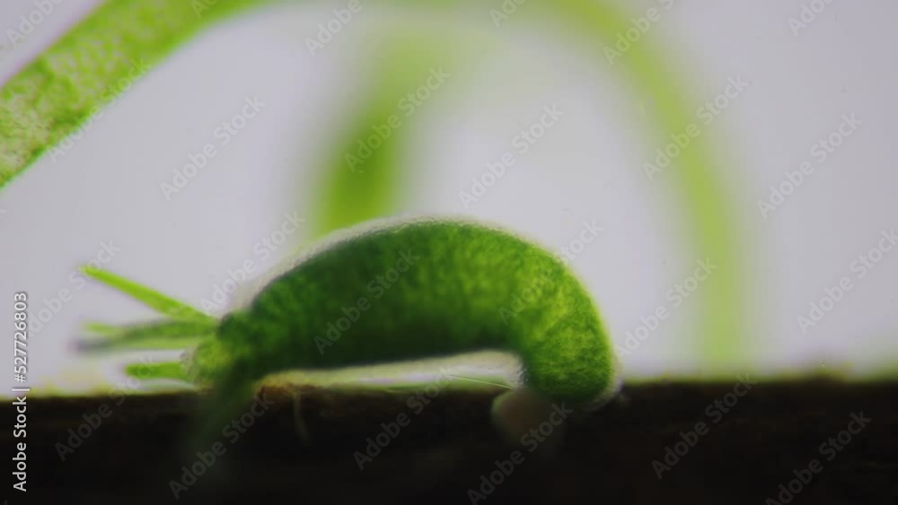 Hydra under the microscope, Hydra is a genus of small, fresh-water ...