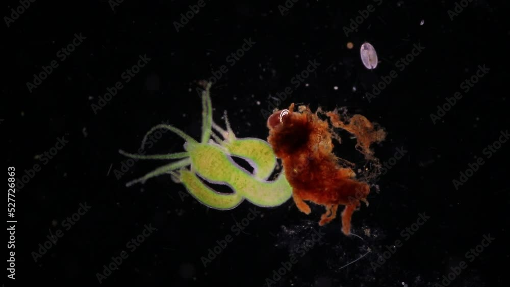 Hydra under the microscope, Hydra is a genus of small, fresh-water ...