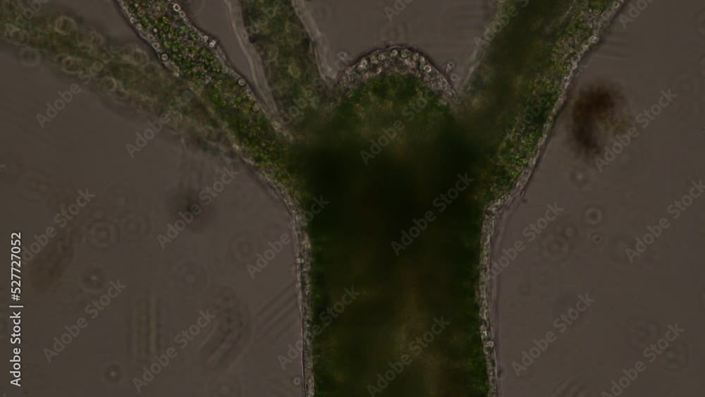 Hydra under the microscope, Hydra is a genus of small, fresh-water ...