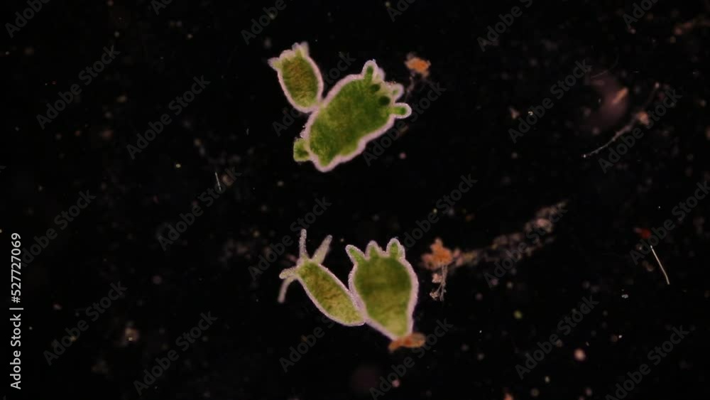 Hydra under the microscope, Hydra is a genus of small, fresh-water ...