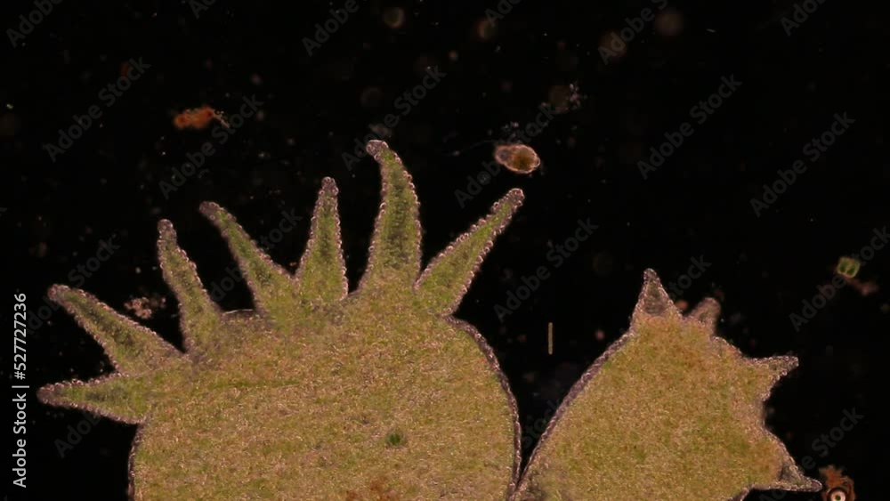 Hydra under the microscope, Hydra is a genus of small, fresh-water ...