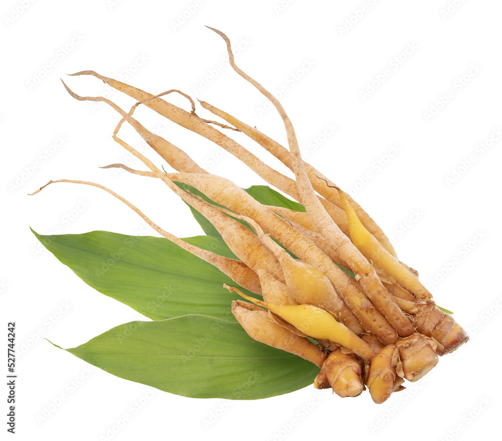 Finger root with leaf isolated on white background, Finger root or ...