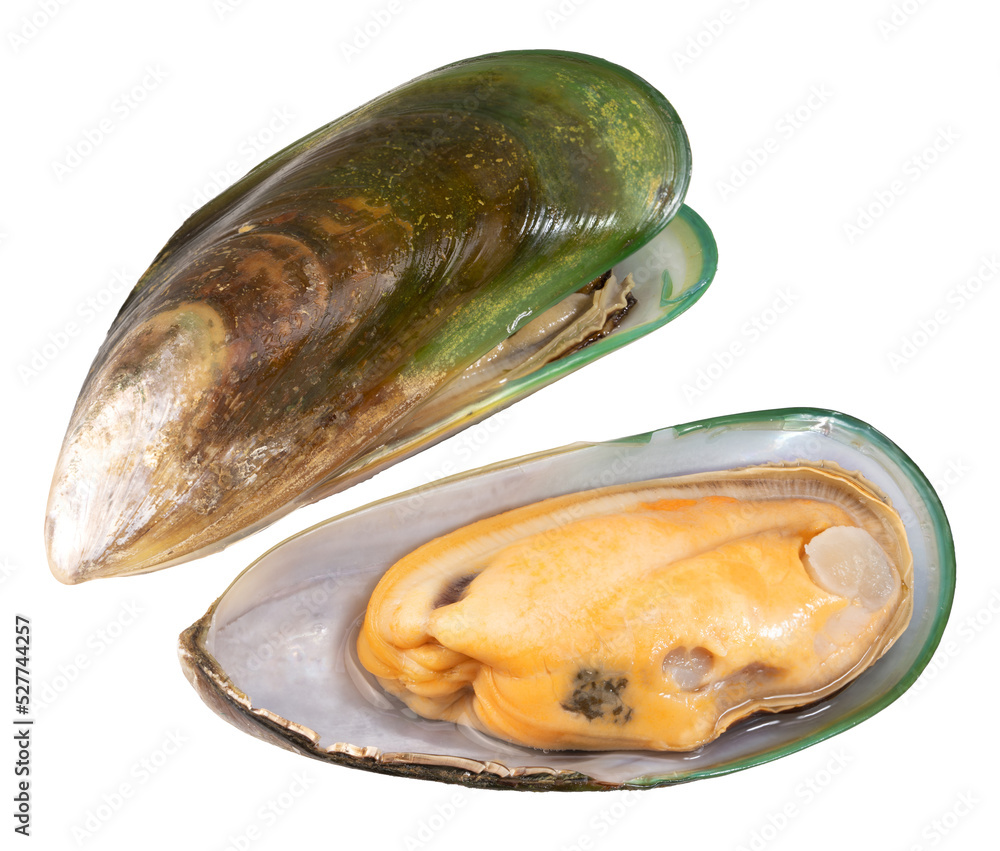 Green Shell mussels isolated on white background, Fresh New Zealand ...