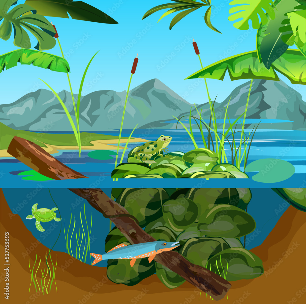 Lake ecosystem and Underwater pond landscape frog sitts on stones ...