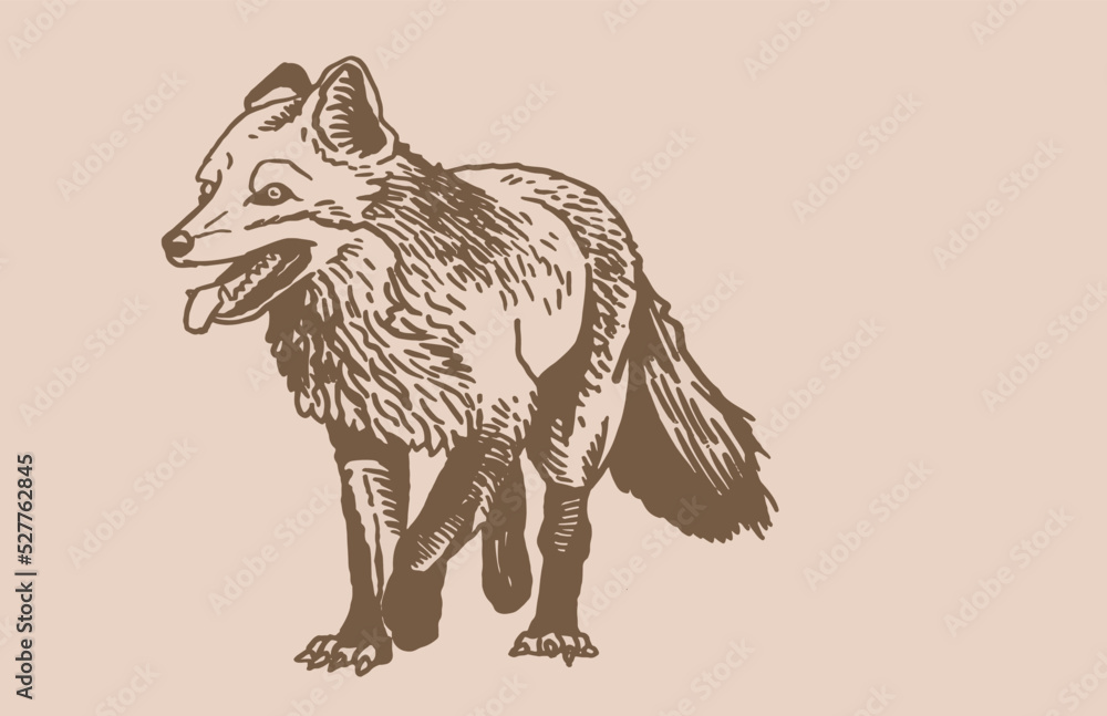 Vector vintage drawing of fox standing and watching distance,graphics ...