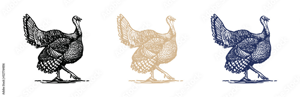 Turkey bird animal illustration hand drawn sign symbol icon logo vector ...