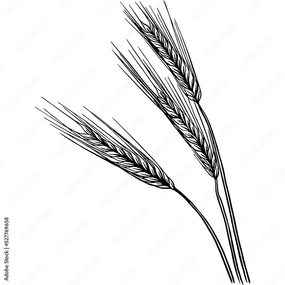 Hand drawn Barley Seeds Sketch Illustration Stock Vector | Adobe Stock