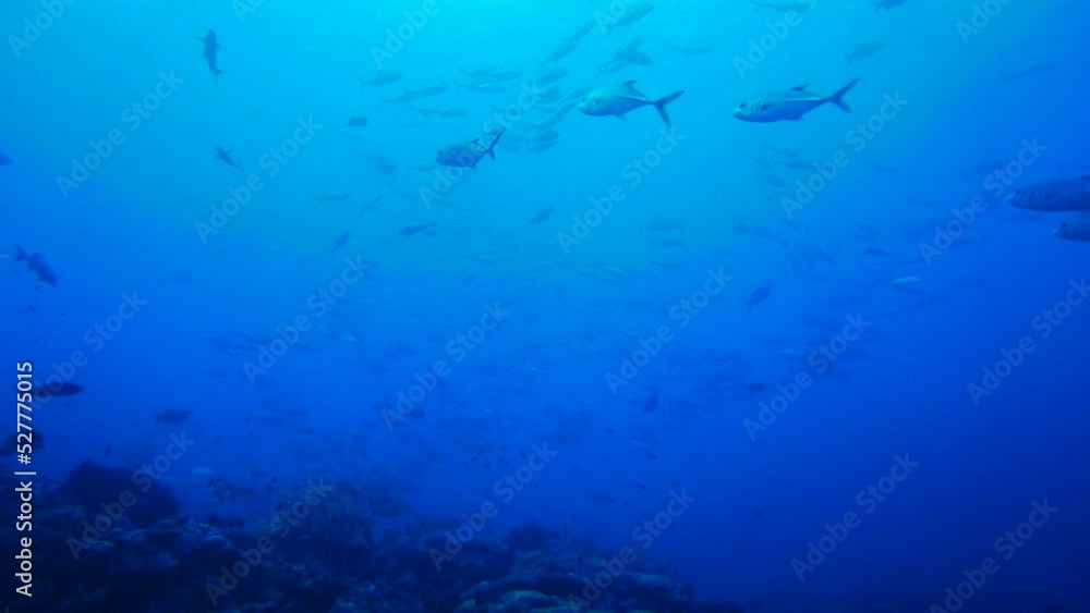 Scuba diving at German chanel with Manta ray in Palau. Diving on the ...