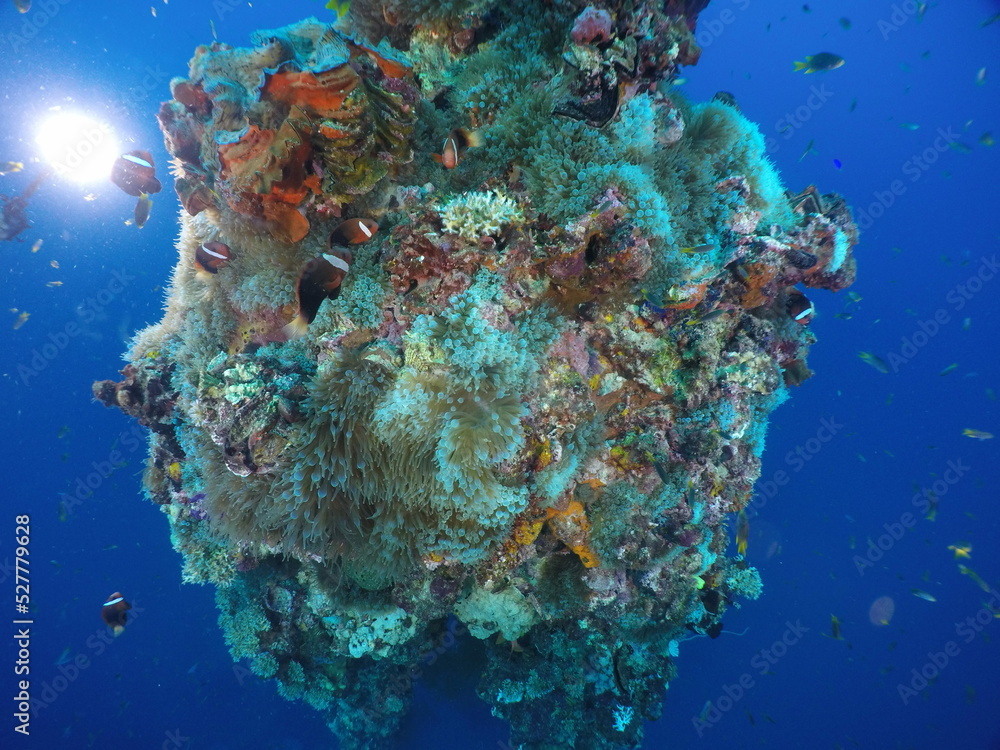 Diving on the "Iro" famous ship wrecks of the Palau archipelago. Diving ...