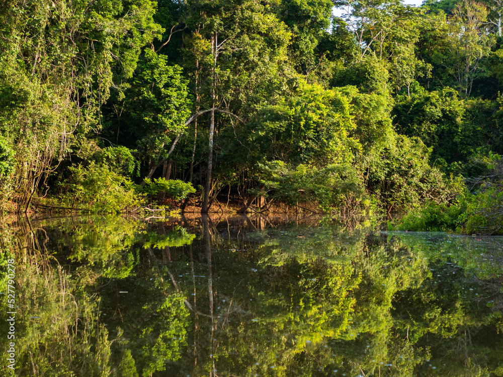 Amazonia - wall of green tropical forest of the Amazon jungle, green ...
