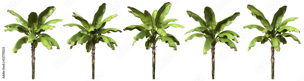 Banana tree isolated with five different variations. Stock Photo ...