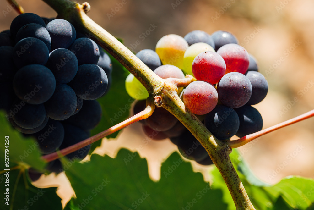 une grappe de raisins de mûr. Des raisins. Le murissement des raisins ...