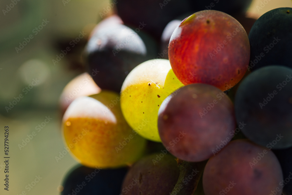 une grappe de raisins de mûr. Des raisins. Le murissement des raisins ...