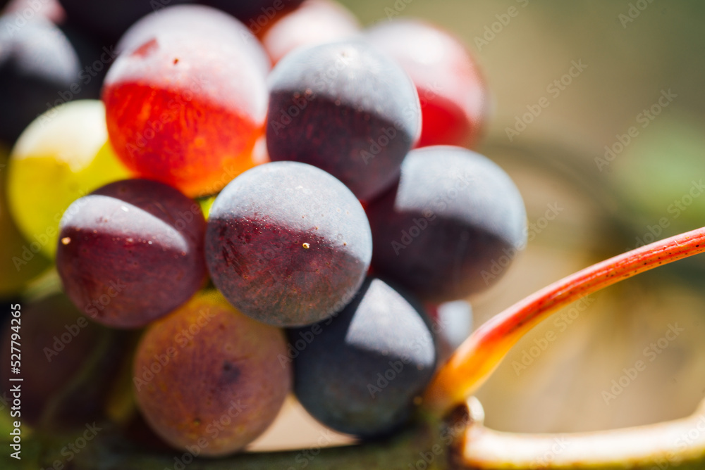 une grappe de raisins de mûr. Des raisins. Le murissement des raisins ...