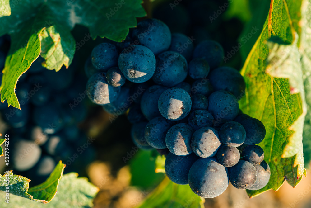 une grappe de raisins de mûr. Des raisins. Le murissement des raisins ...