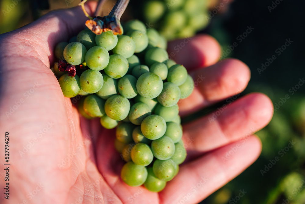 Zdjęcie Stock: une grappe de raisins pas mûr. Des raisins. Le ...