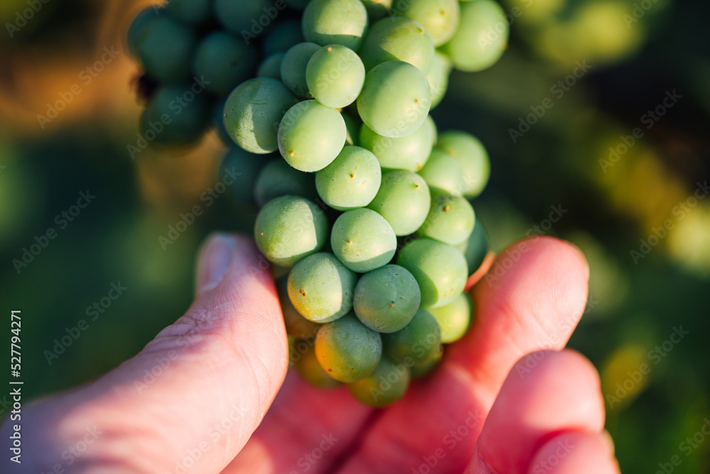 une grappe de raisins de pas mûr. Des raisins. Le murissement des ...
