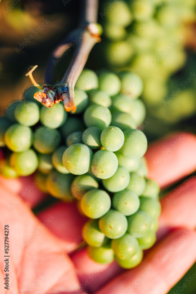 une grappe de raisins pas mûr. Des raisins. Le murissement des raisins ...