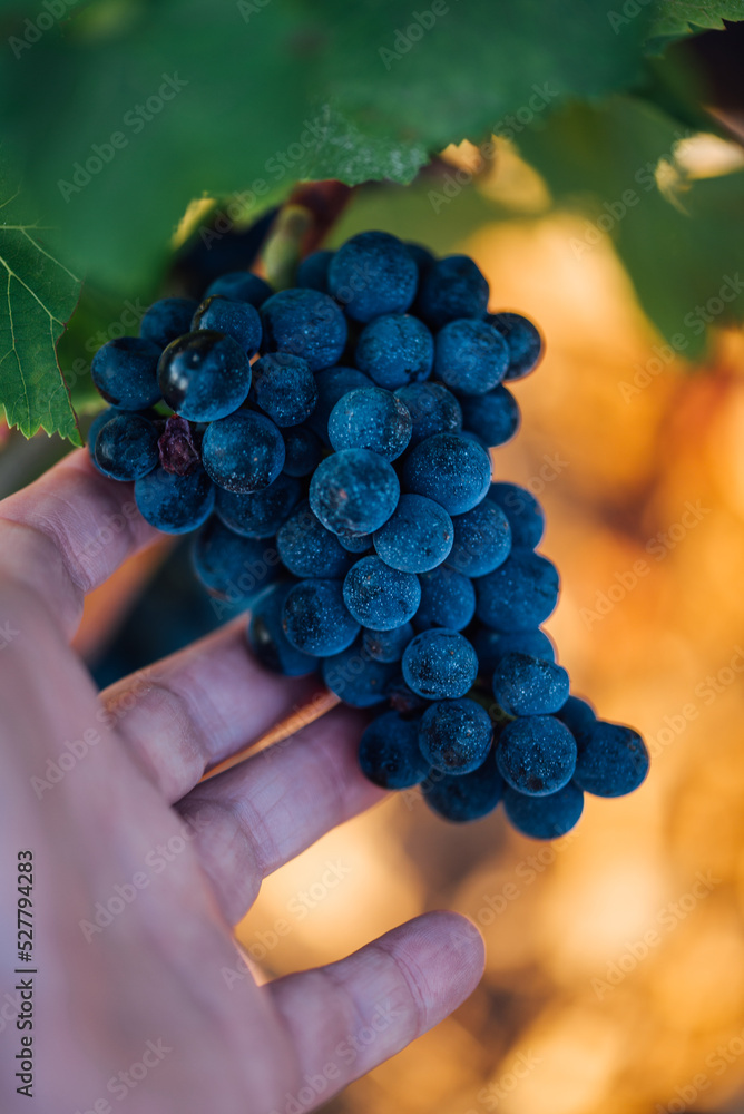 une grappe de raisins de mûr. Des raisins. Le murissement des raisins ...