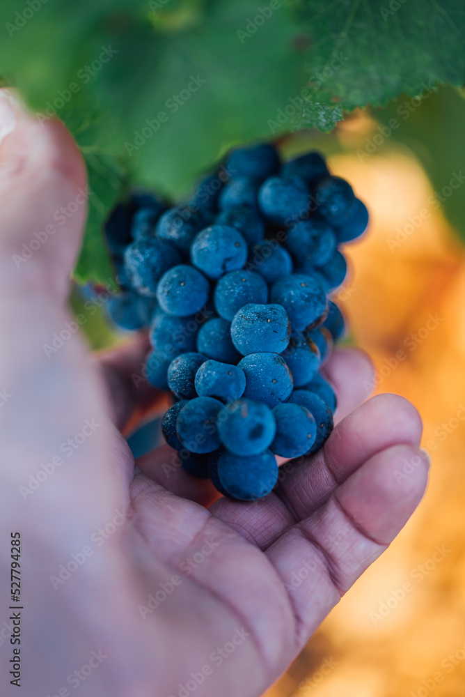 une grappe de raisins de mûr. Des raisins. Le murissement des raisins ...