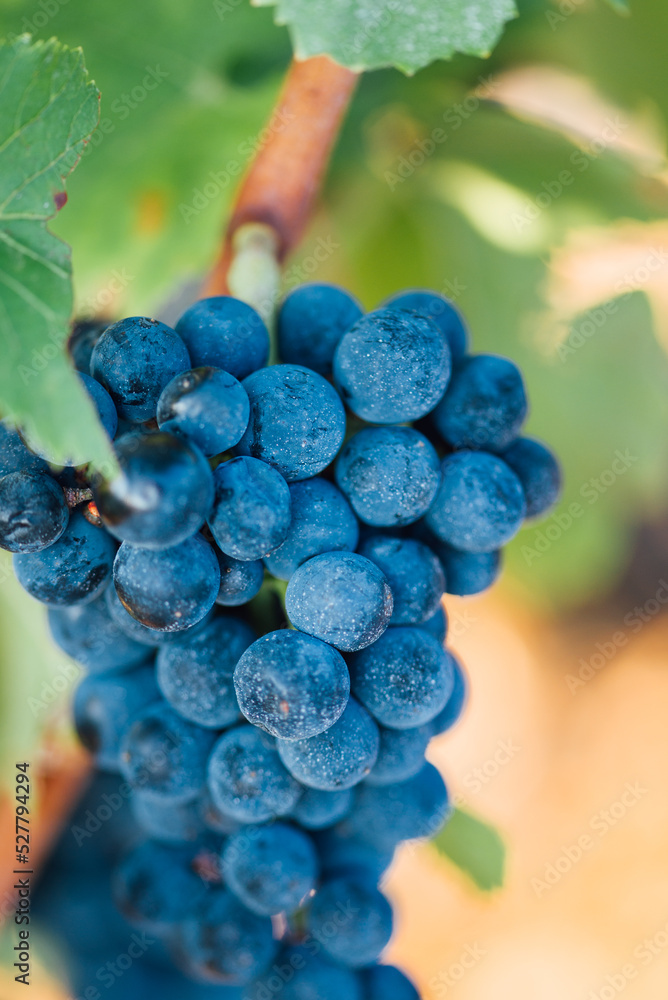 Fotka „une grappe de raisins de mûr. Des raisins. Le murissement des ...