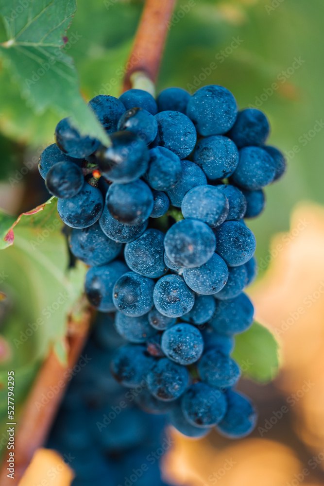 une grappe de raisins de mûr. Des raisins. Le murissement des raisins ...