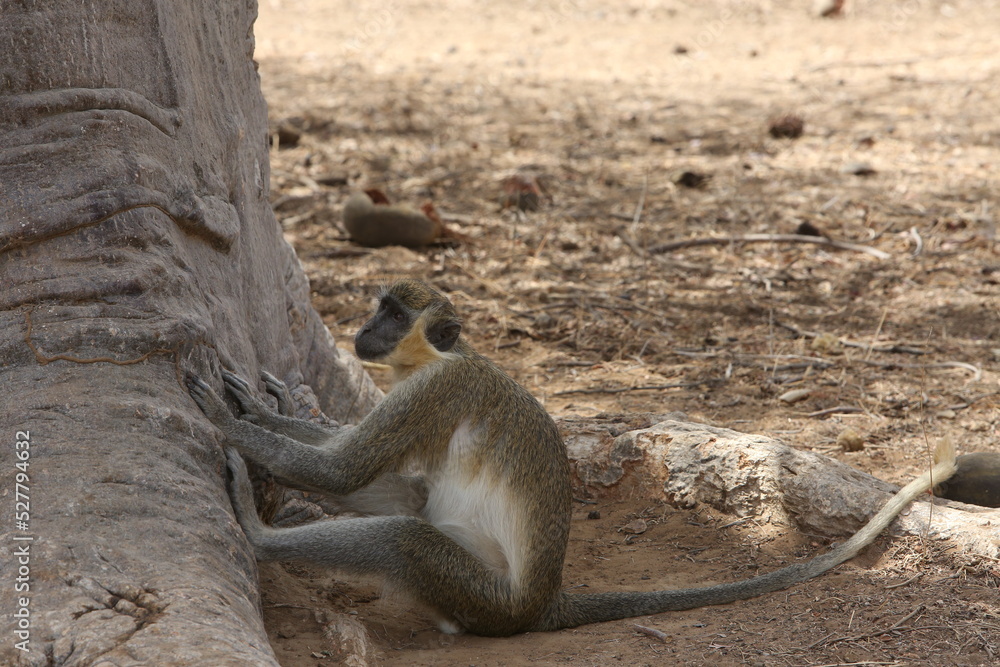 Fotografia do Stock: Wild monkey in Bandia reserve, Senegal, Africa ...