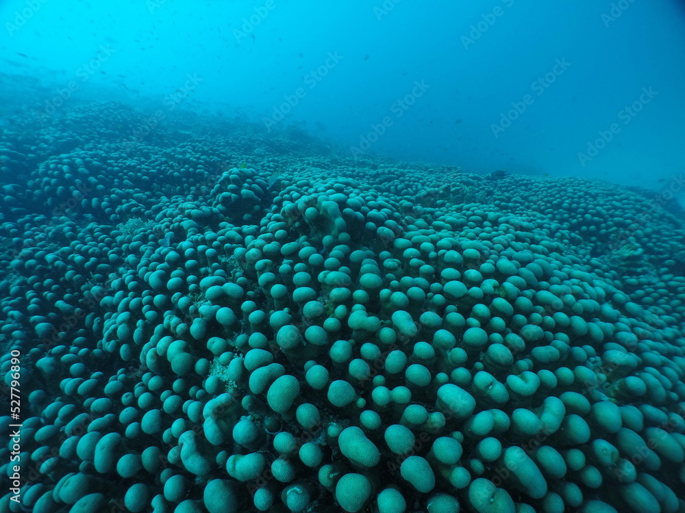 Diving on the reefs of Palau which is a‘bucket list’ diving destination ...