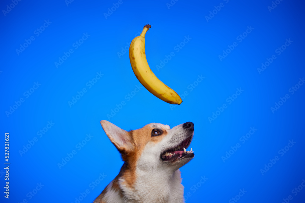 Cute Welsh Corgi Pembroke dog sniffing a dangling yellow banana against ...