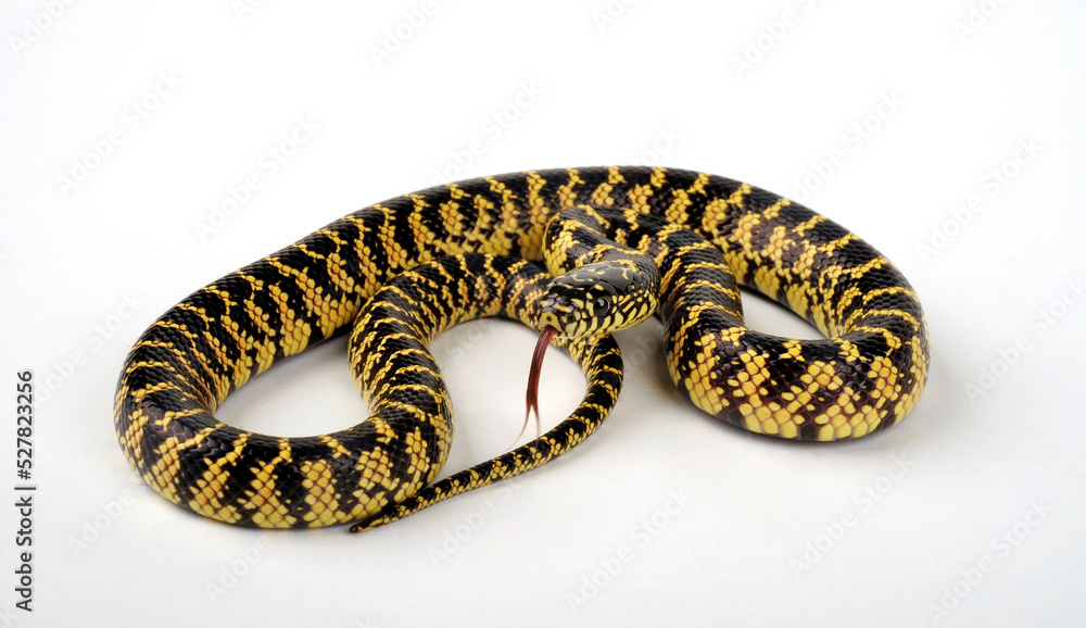 Brooks Kingsnake