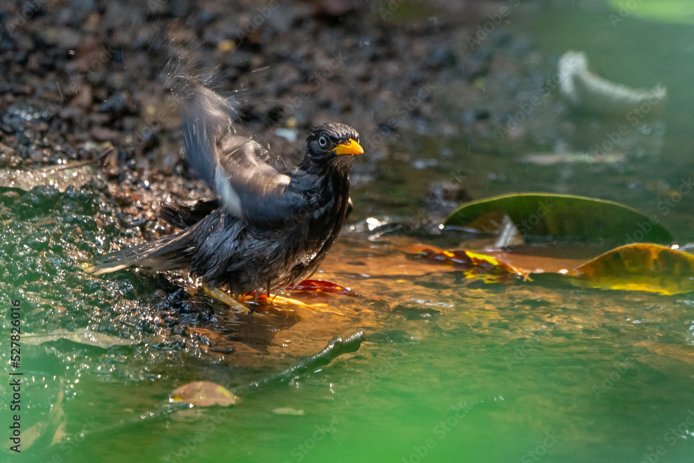 Javan myna or jalak kebo Acridotheres javanicus takes a bath in a ...