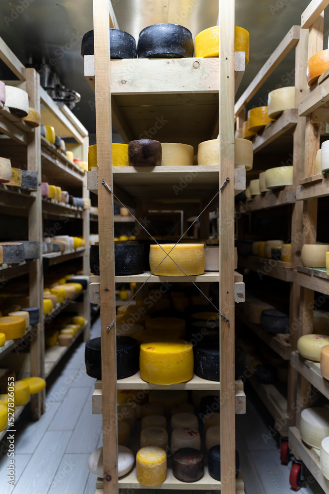 Farm cheese production. Cheese of different varieties on the shelves in ...