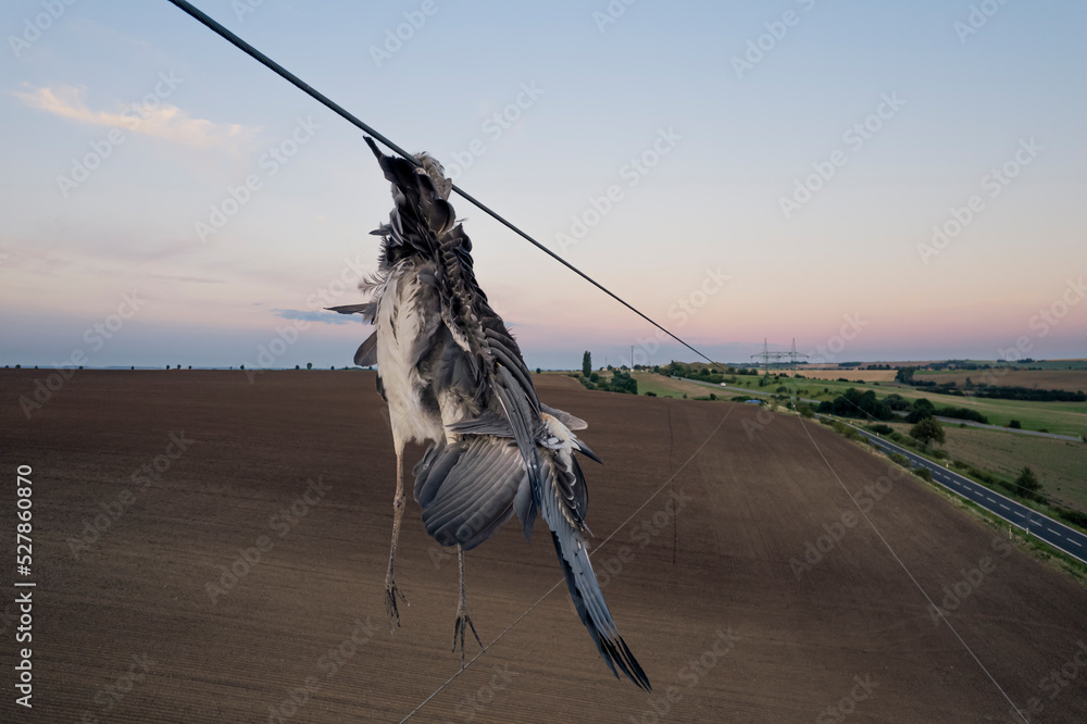 Closeup dead egret bird grey heron (Ardea cinerea) after collision with ...