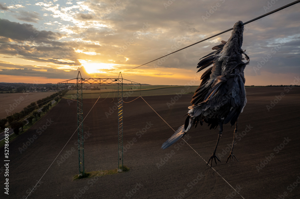Closeup dead egret bird grey heron (Ardea cinerea) after collision with ...