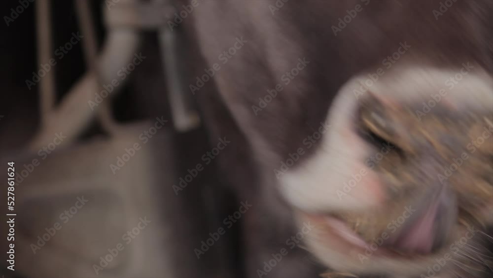 Cow eats hay close-up. Braunschwitz cow eats hay. Cow feeding. cow on ...