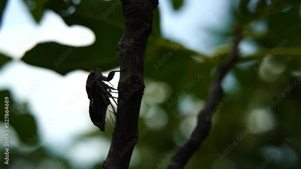 Footage of the intense buzzing of cicadas. The cicada sits on a fig ...