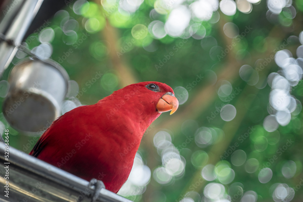 parrots of all colors are rare and extinct birds all over the world ...