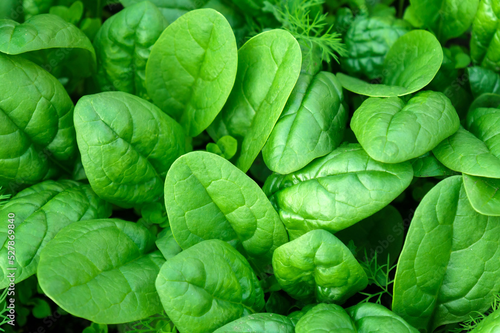 Organic spinach texture leaves healthy green food and vegan Background ...