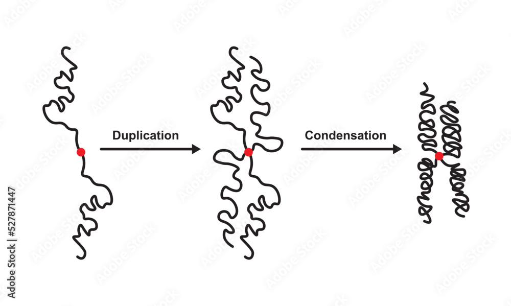 Scientific Designing of Duplication and Condensation of DNA Filament ...