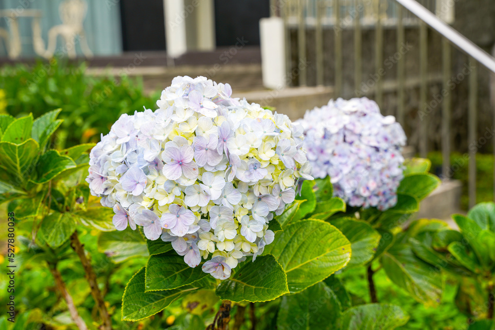 Hydrangea common names hydrangea or hortensia, is a genus of over 75 ...