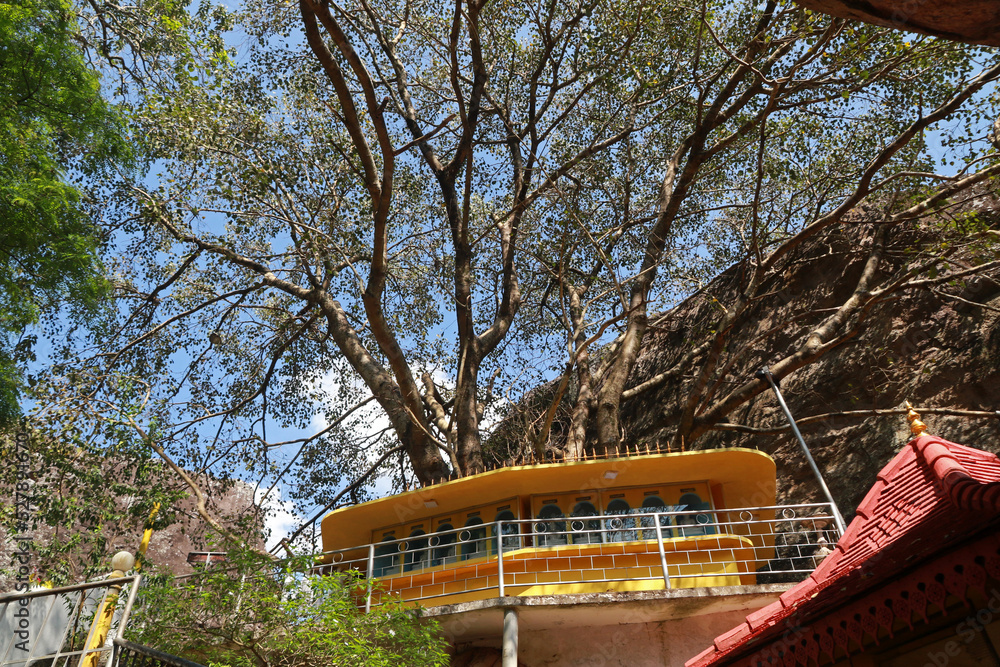Bodhi Tree in Aluvihare Rock Temple, Aluvihare, Sri Lanka Stock Photo ...
