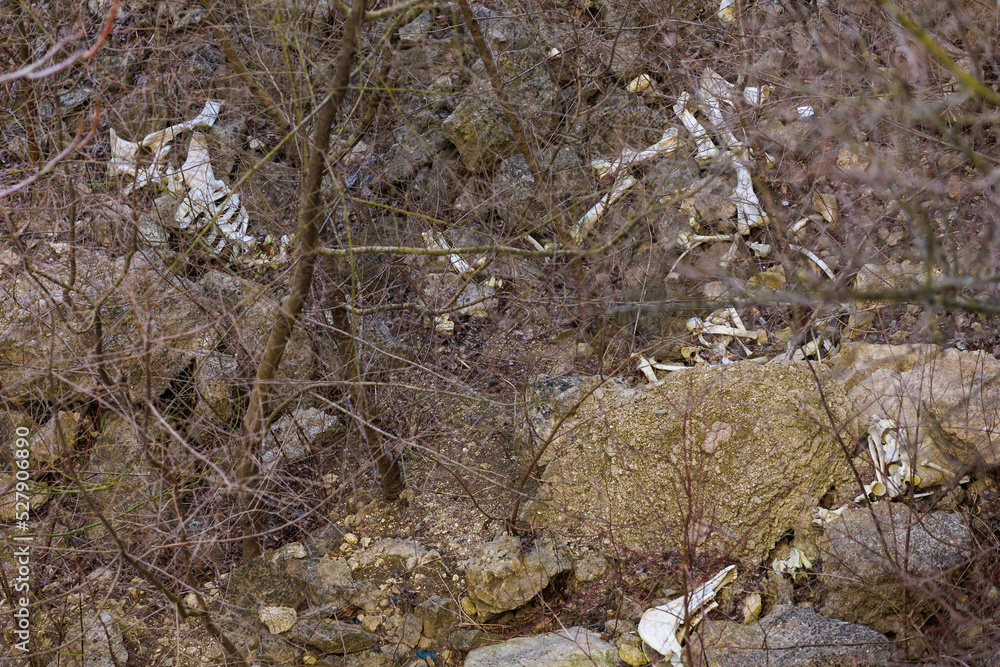 Bones and skulls of animals that fell off a cliff onto rocks. Creepy ...