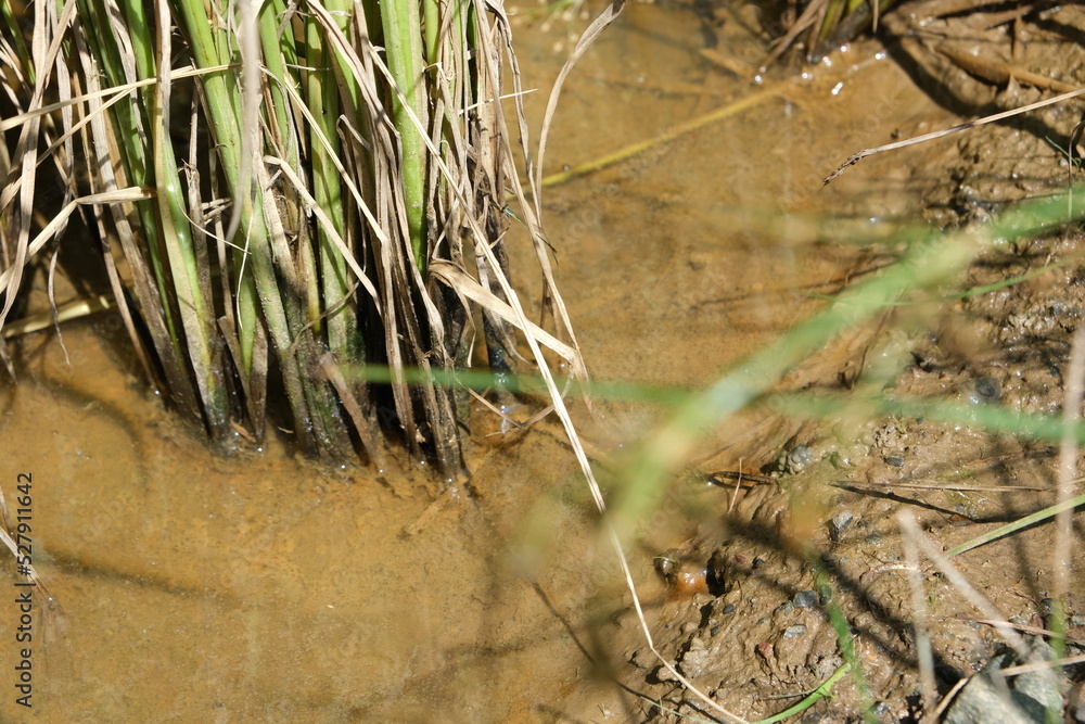 Rice bacterial blight. Bacterial blight infected leaf. Stock Photo ...